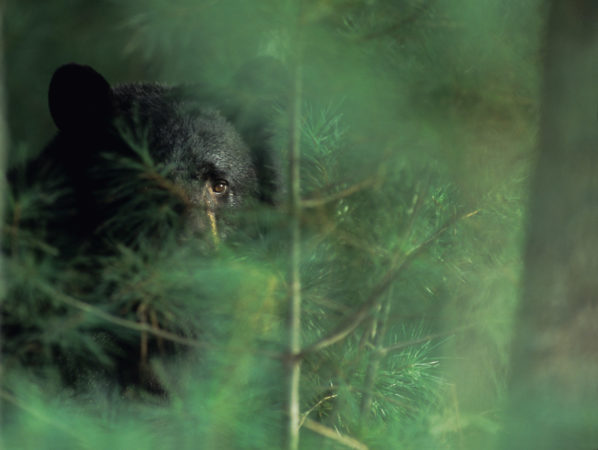 Grizzly bear photos | Alaska bear pictures | Alaska grizzlies photos