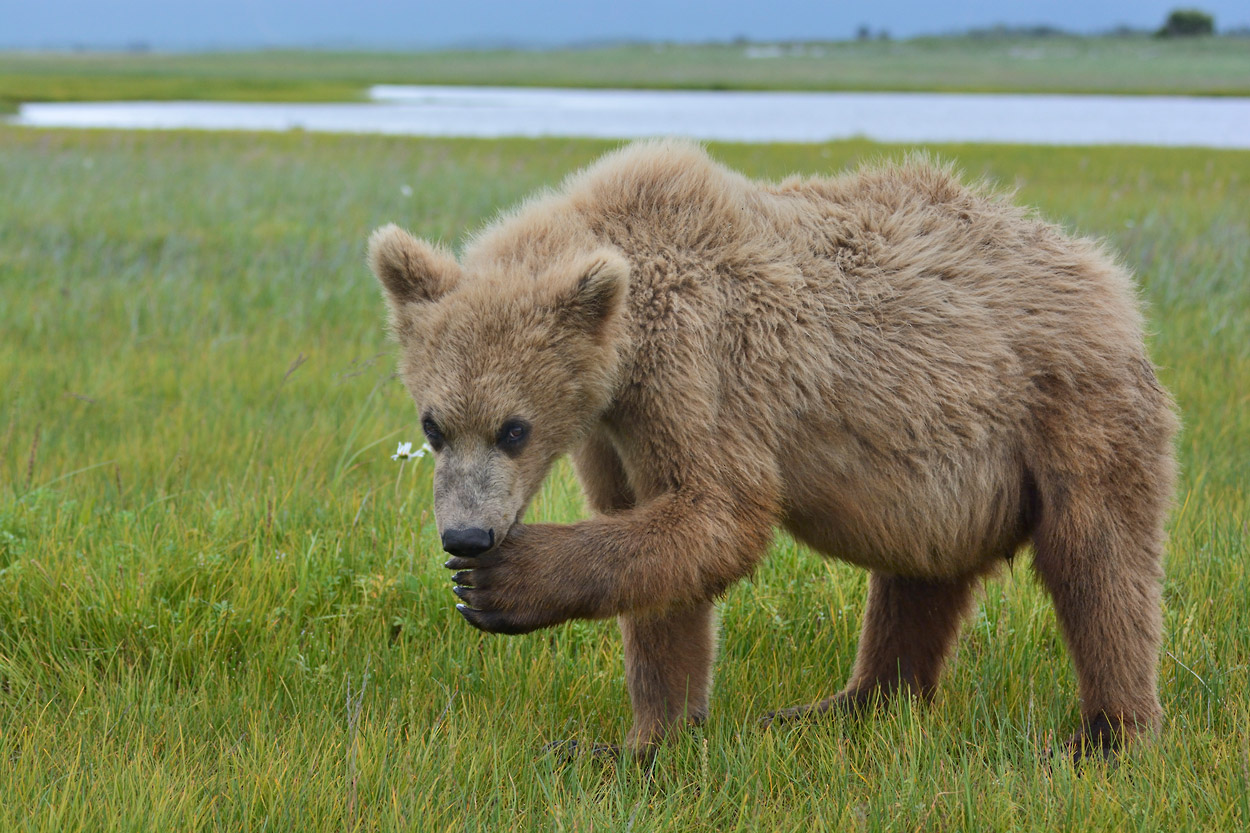 Alaska Wildlife Photo Tour | Alaska brown bear photography tour Katmai