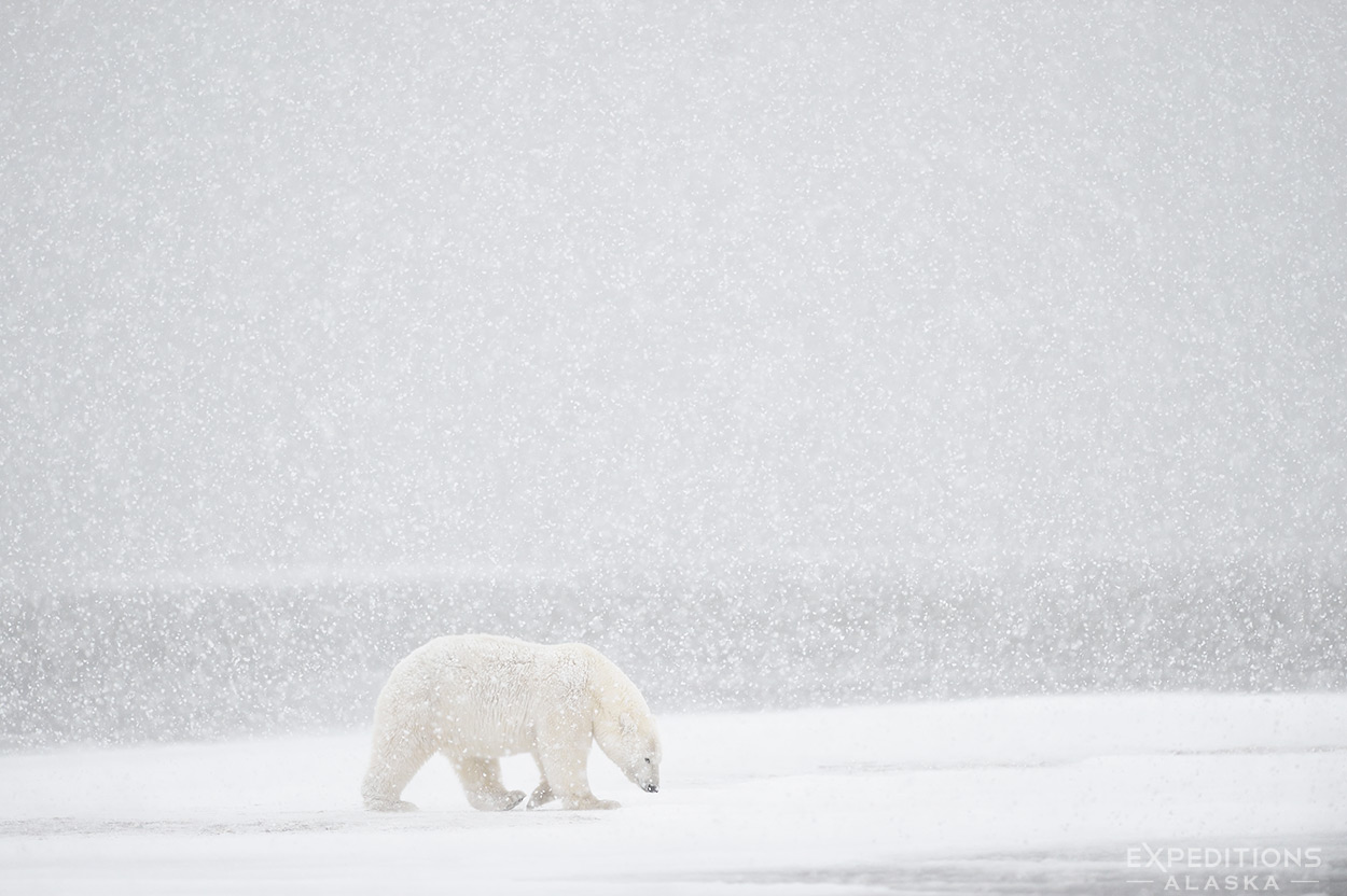 Polar bear walking through heavy snow storm. | Expeditions Alaska