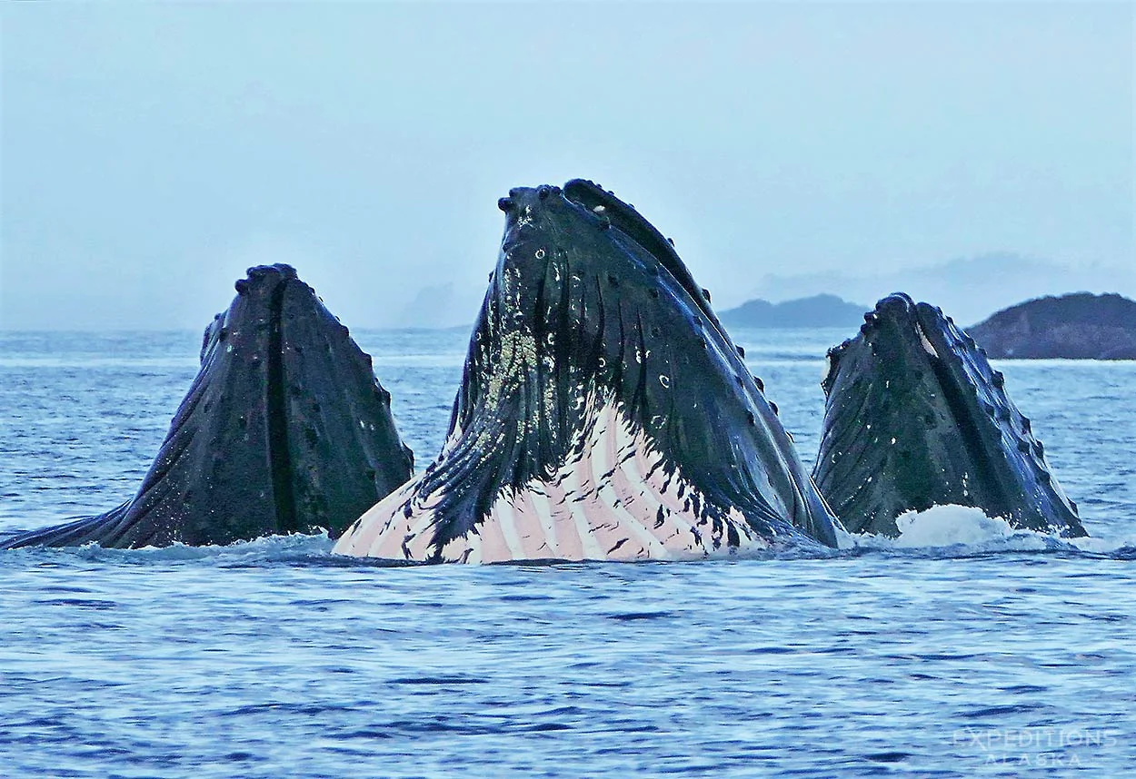 Humpback whale bubble-net feeding photo tour lunge whale tour