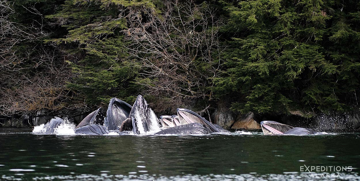 Humpback whale bubble-net feeding photo tour lunge whale tour