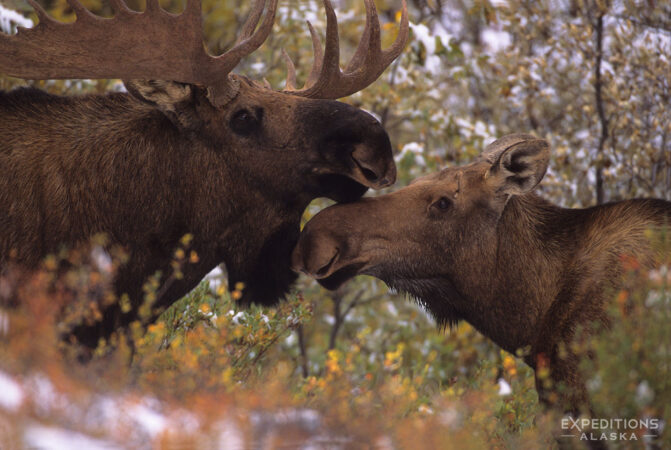 Bull and cow moose, Denali National Park, Alaska | Expeditions Alaska