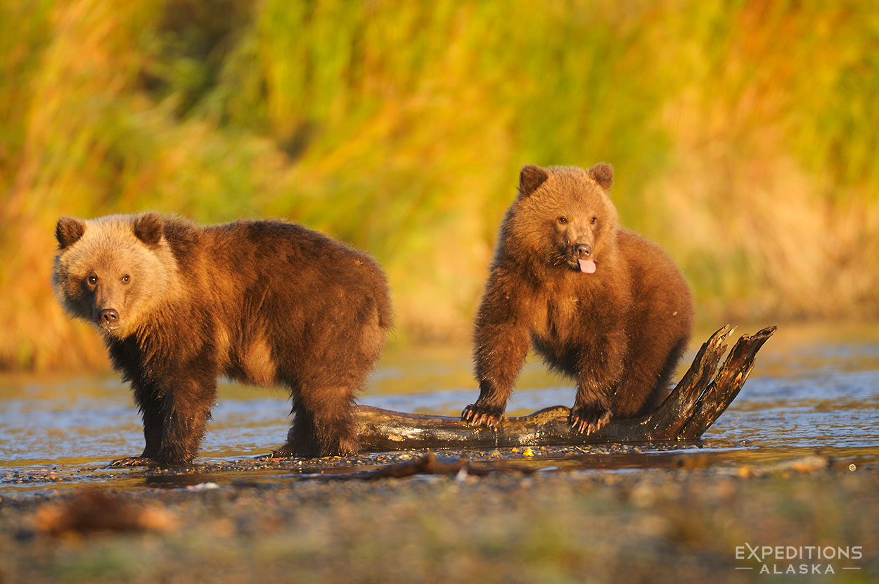 Alaska Grizzly Bear twins photo | Expeditions Alaska photo tour